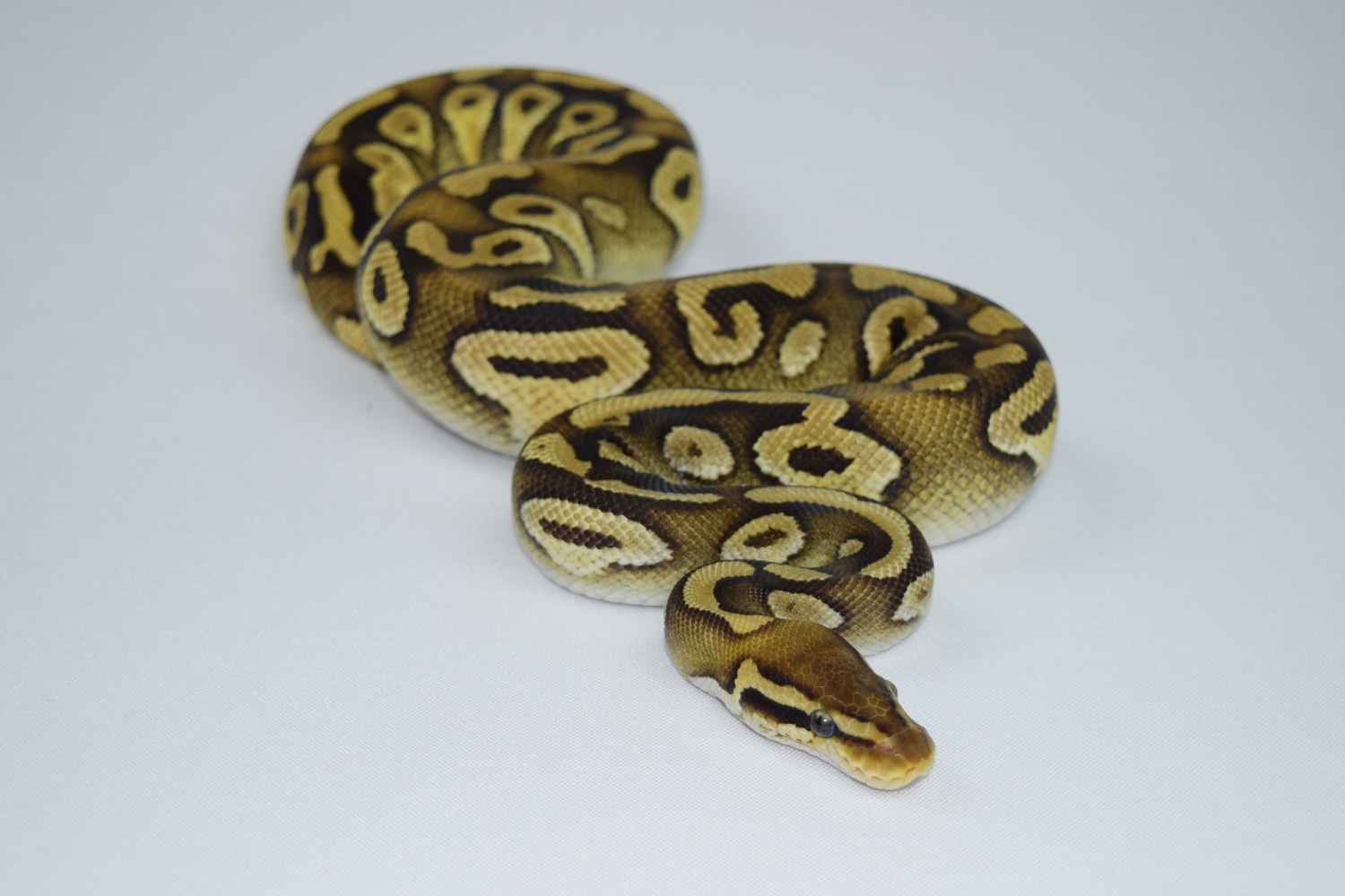 Pastave Ball Python by KMS Constrictors, LLC - MorphMarket