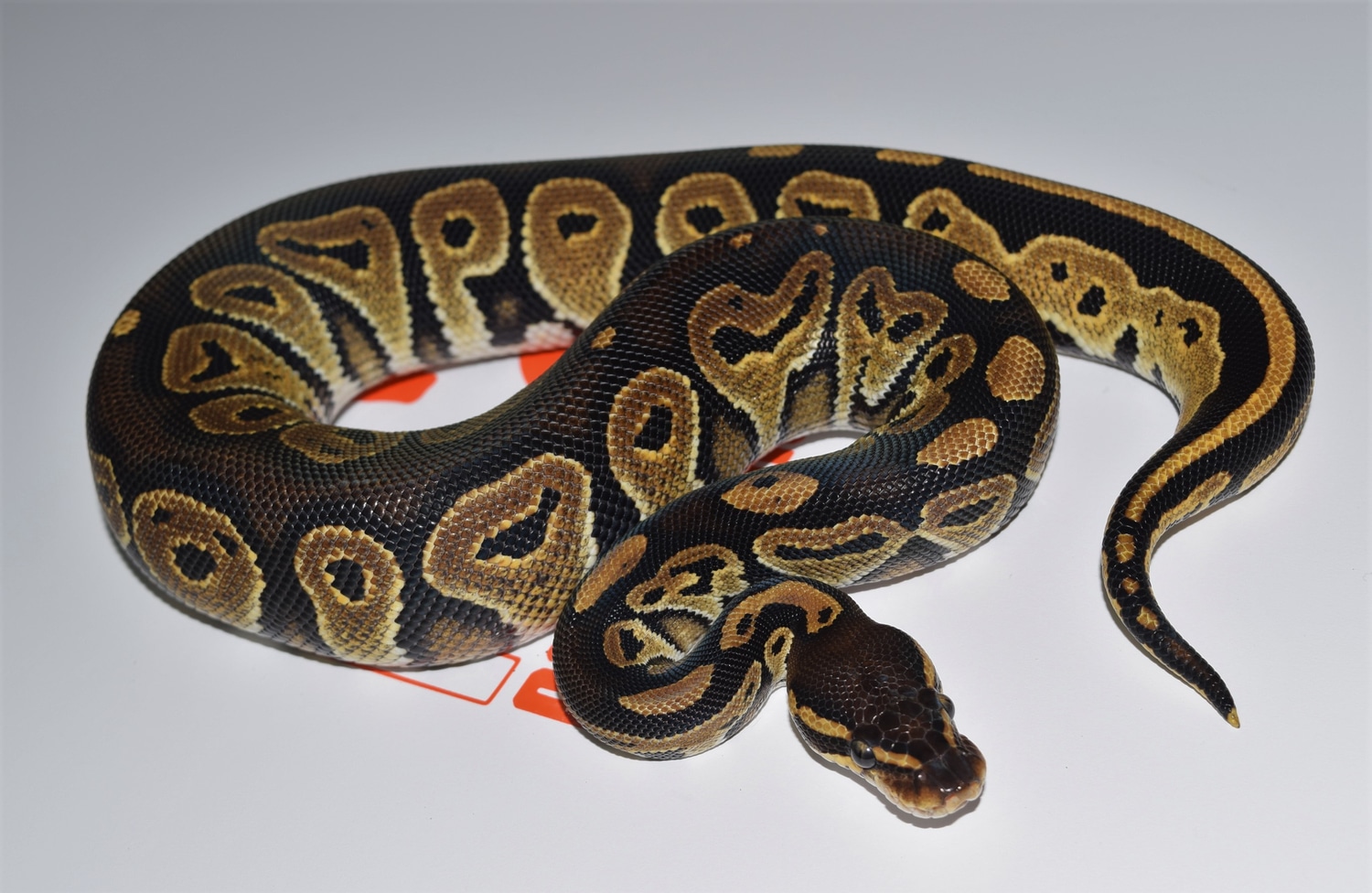 Blackhead Ball Python by KMS Constrictors, LLC - MorphMarket