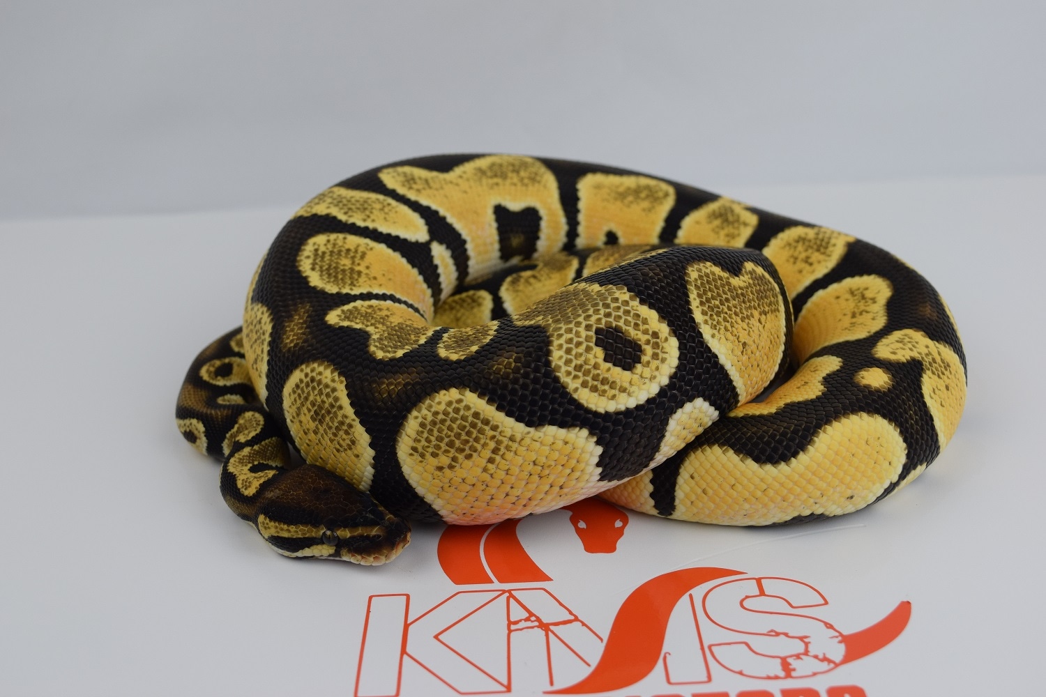 Super Orange Dream Ball Python by KMS Constrictors, LLC - MorphMarket