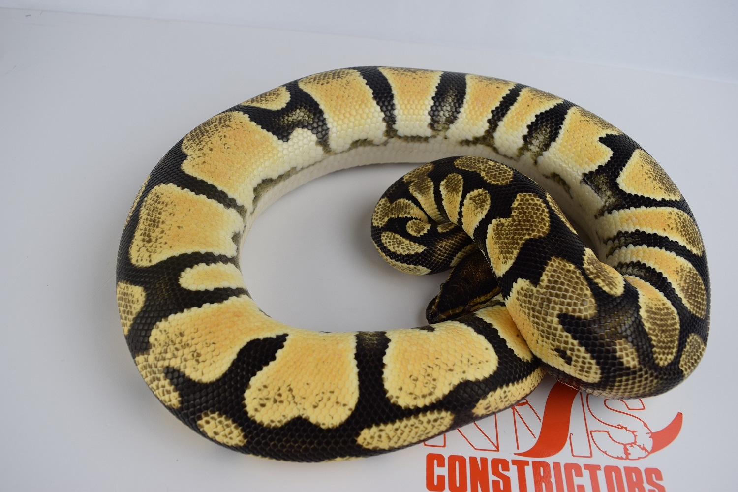 Super OD Ball Python by KMS Constrictors, LLC - MorphMarket