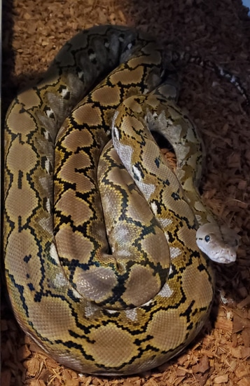 Dwarf/SD Anery Het Purple Snow Reticulated Python by KMS Constrictors, LLC
