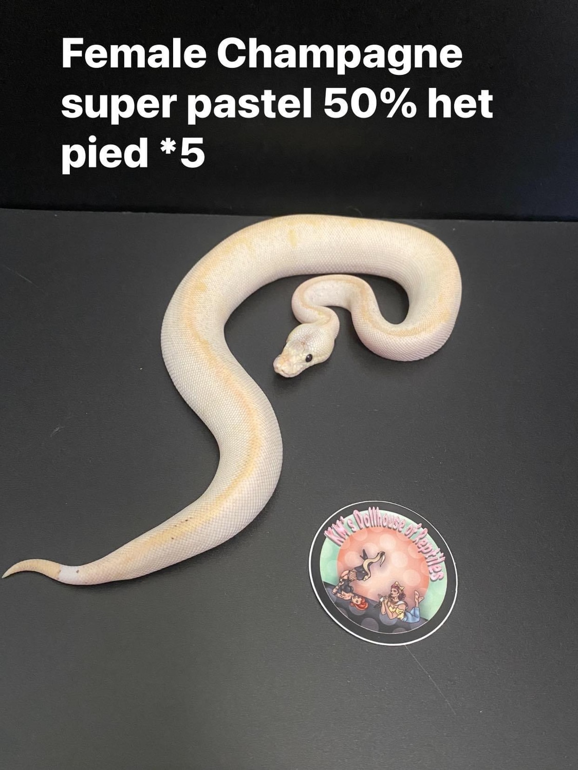 Champagne Super Pastel 50% Het Pied Ball Python by KM’S Dollhouse of ...