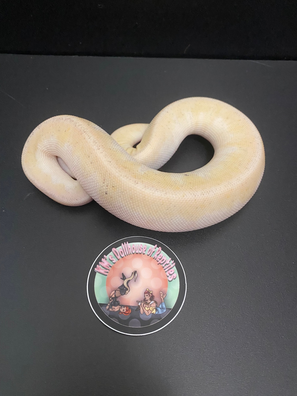Champagne Super Pastel 50% Het Pied Ball Python by KM’S Dollhouse of ...