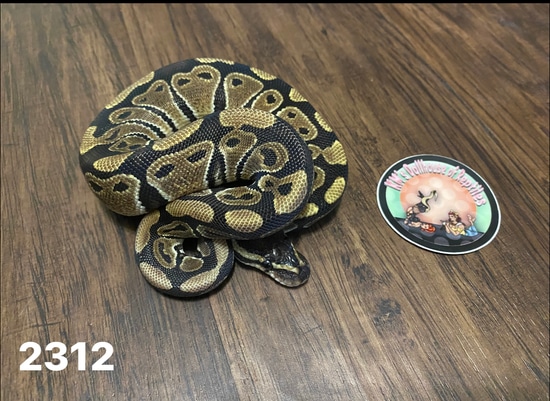 Normal Ball Python by KM’S Dollhouse of Reptiles