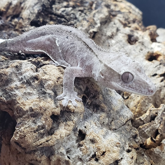 Axanthic Crested Gecko by KMS Reptiles