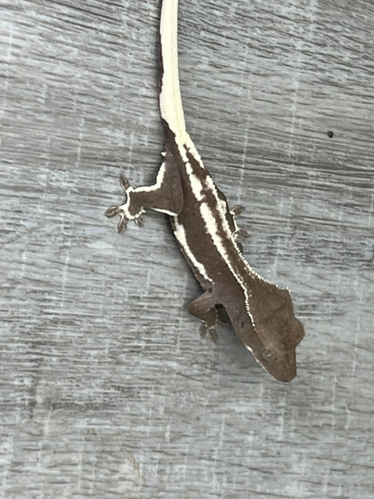 Lilly White Axanthic Crested Gecko by KMS Reptiles