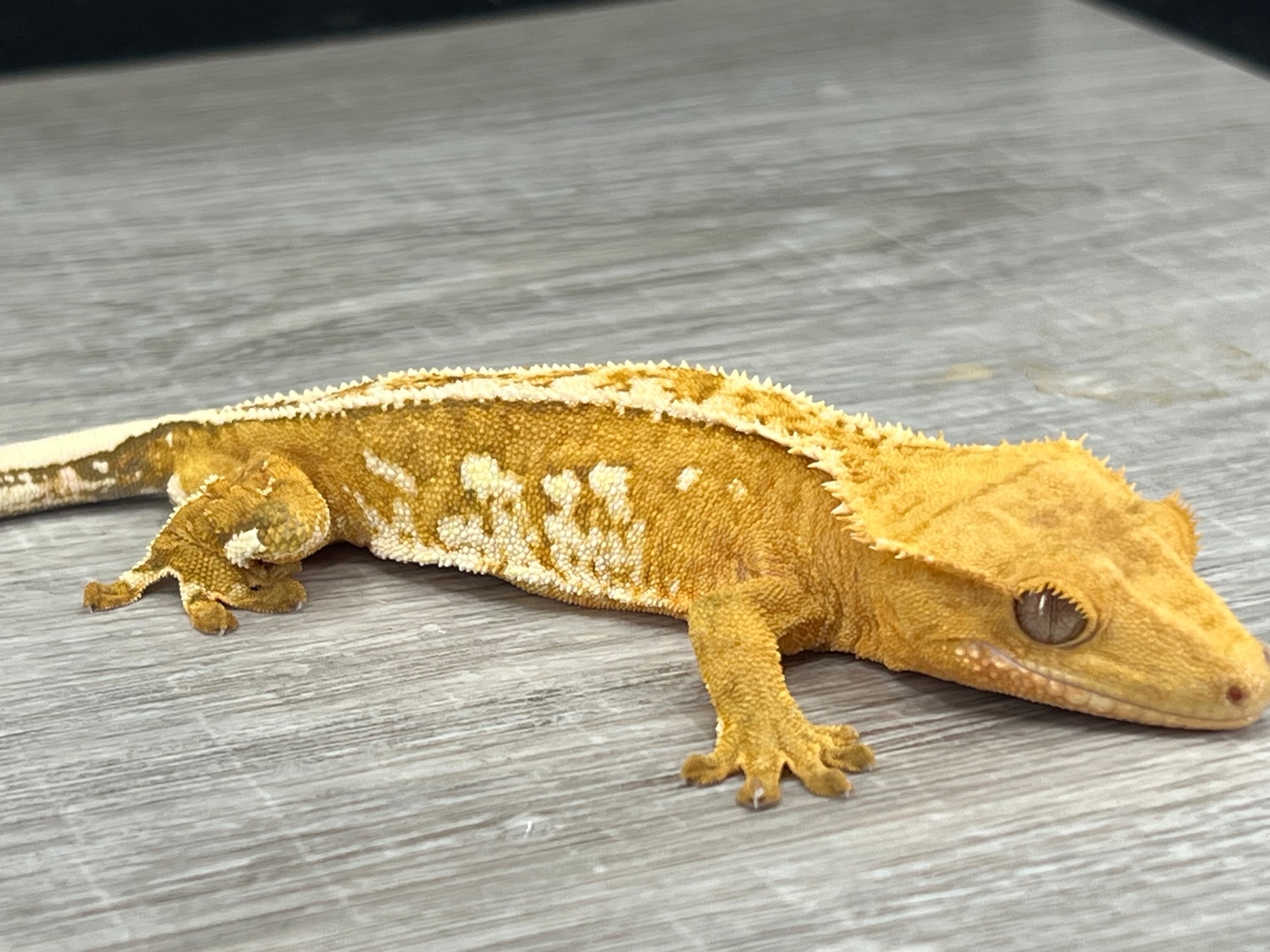 Yellow Pin Crested Gecko by KMS Reptiles - MorphMarket