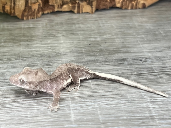 Phantom Lilly Axanthic Crested Gecko by KMS Reptiles