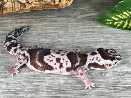 Oreo Whiteout African Fat-Tailed Gecko by KMS Reptiles