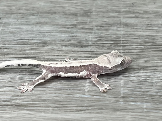 Lilly Axanthic Crested Gecko by KMS Reptiles