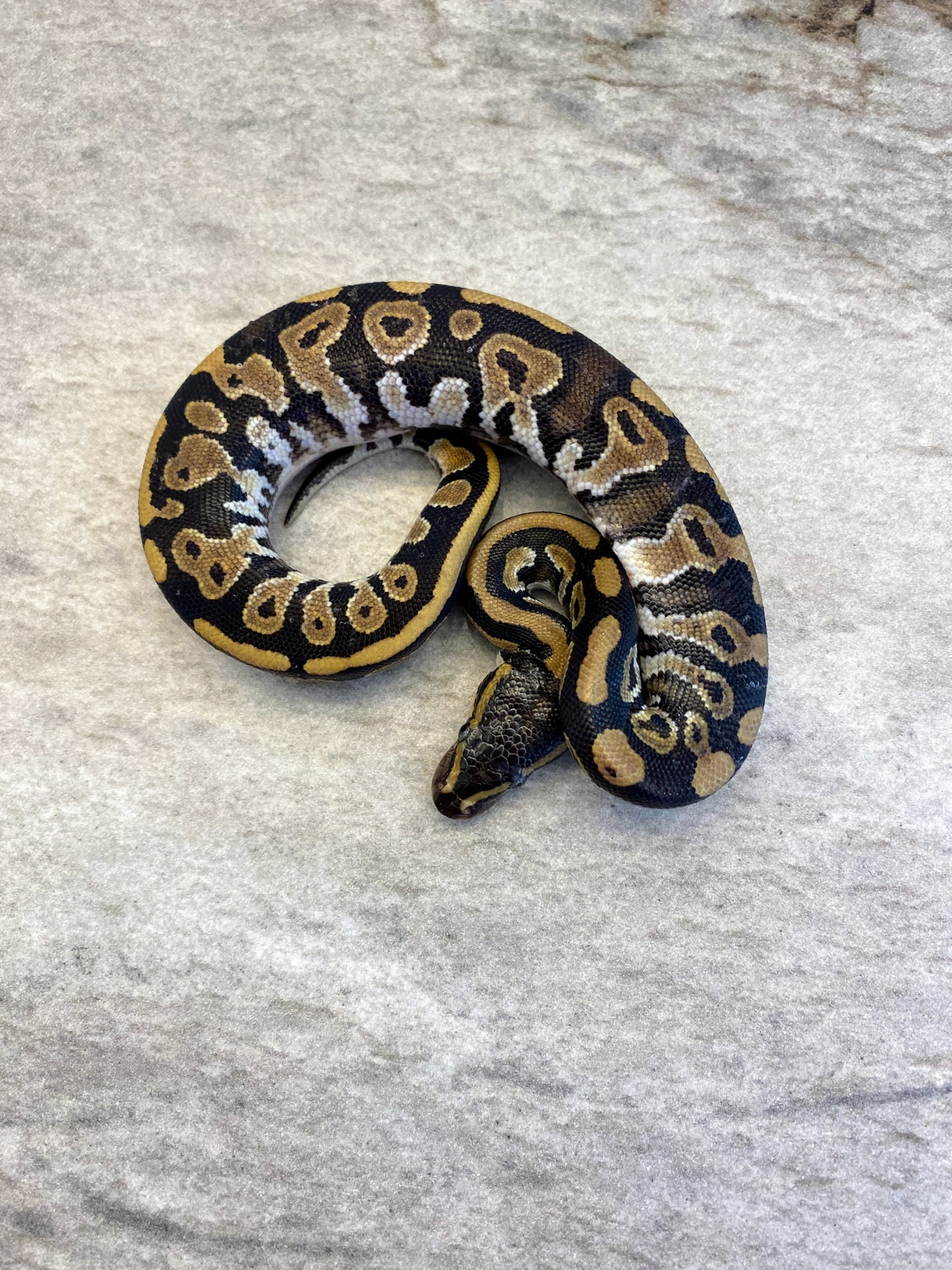 Phantom, 100% Het Pied, 100% Het Ghost Ball Python by Montana Morphs ...