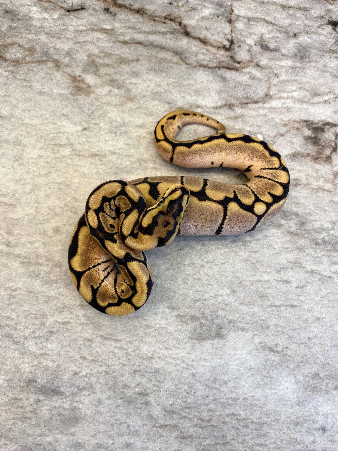 Phantom, Spider, 100% Het Pied, 100% Het Ghost Ball Python by Montana ...