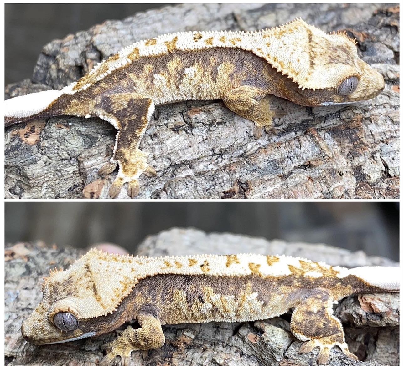 Harlequin Tri Color Crested Gecko by Pacific Coast Creatures - MorphMarket