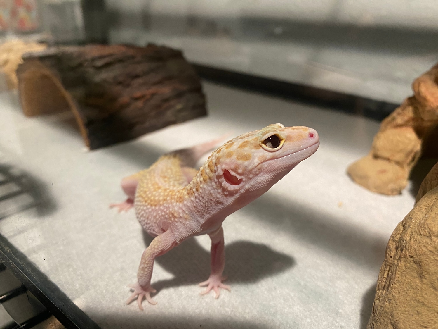 RTB Eclipse Raptor W/ Snake Eyes Leopard Gecko by Lucky Geckos ...