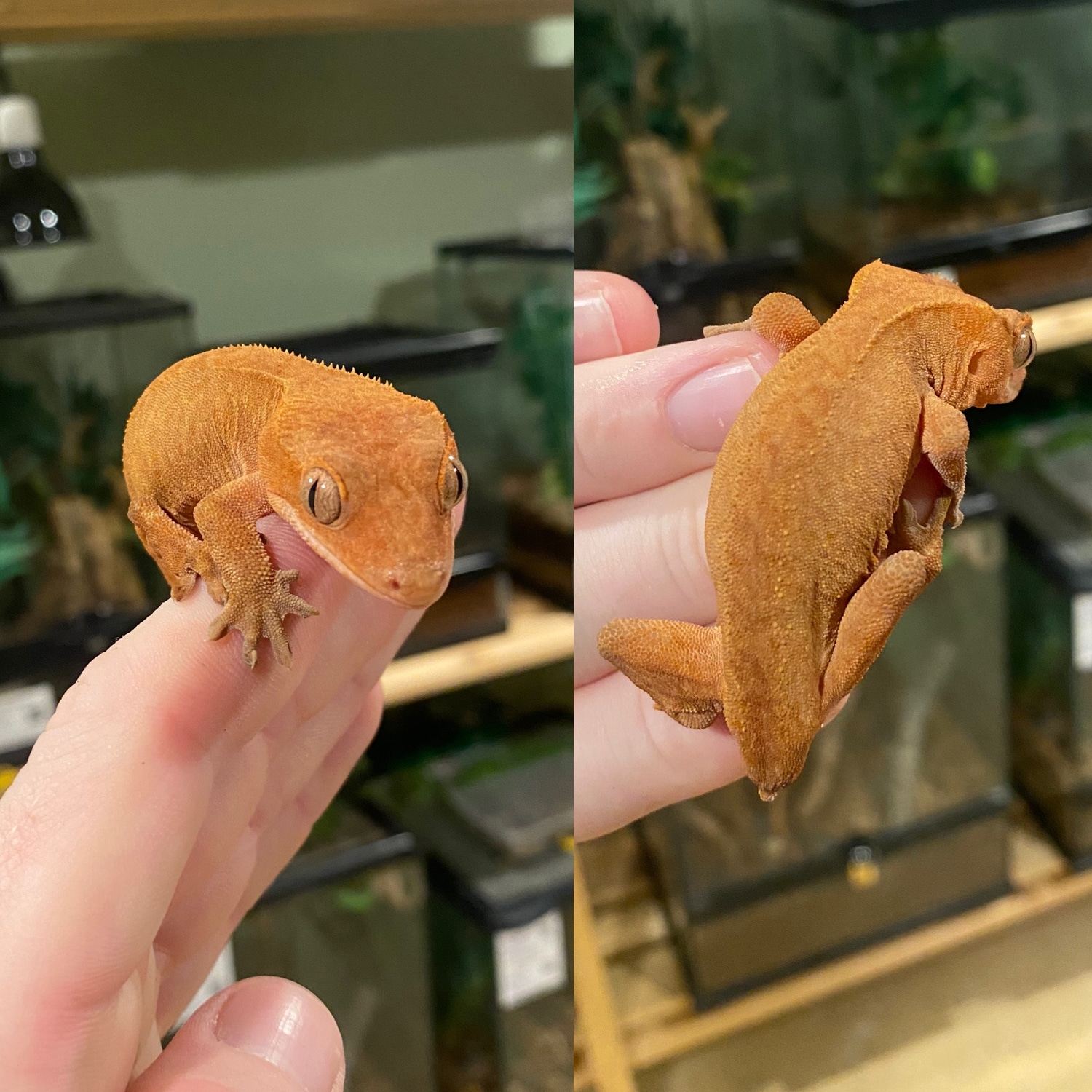 Red Patternless Crested Gecko by Lucky Geckos - MorphMarket