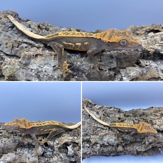 Tri Color Tangerine Pinstripe Harlequin Crested Gecko by Lucky Geckos