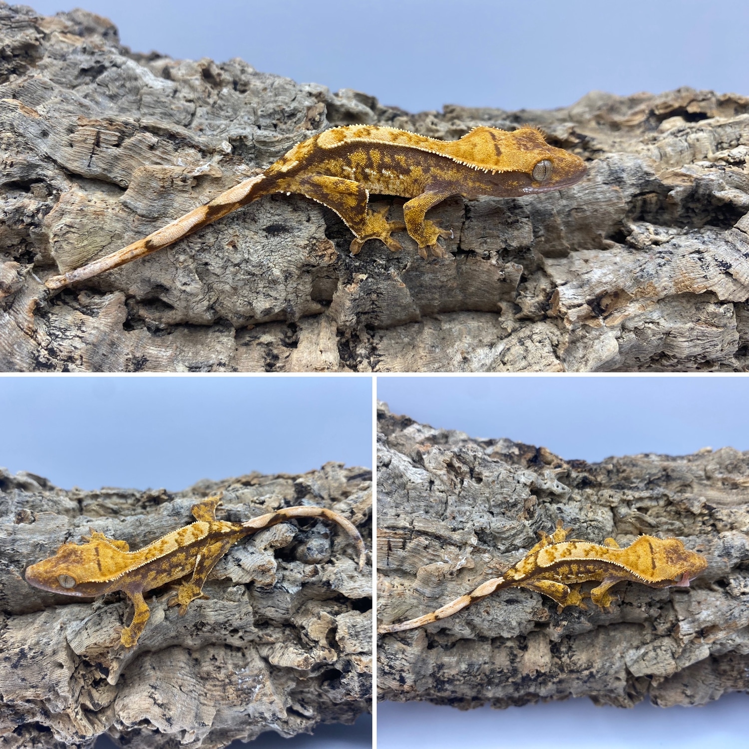 Harley X Athena Tri-Color Reverse Pinstripe Extreme Harlequin Crested ...