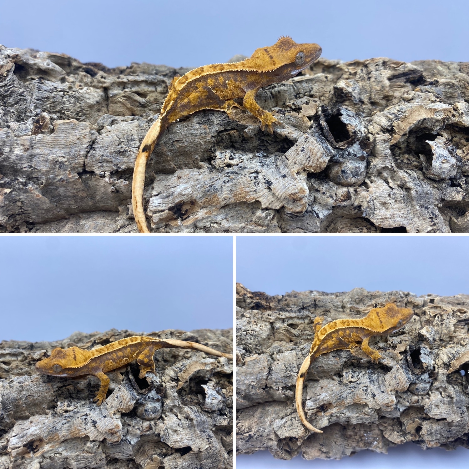 Harley X Athena Hypo Lavender Tri-Color Reverse Pinstripe Harlequin ...