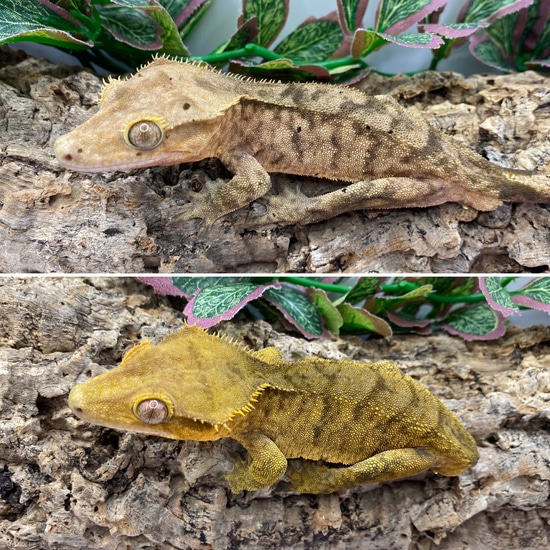 TIGER 2 Pack! - NO RESERVE! Crested Gecko by Lucky Geckos