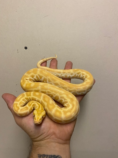 F2 Half Dwarf Pearl Male Burmese Python by Snake_Aholics
