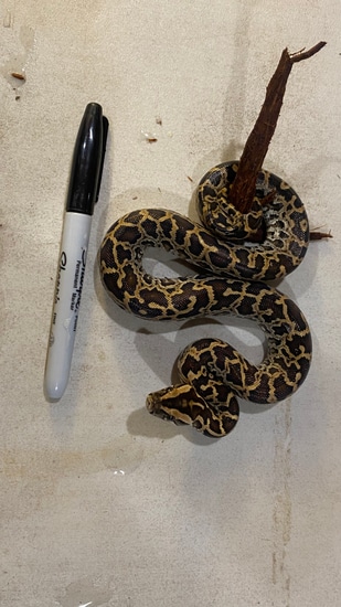 F2 Half Dwarf Burmese Pythons by Snake_Aholics