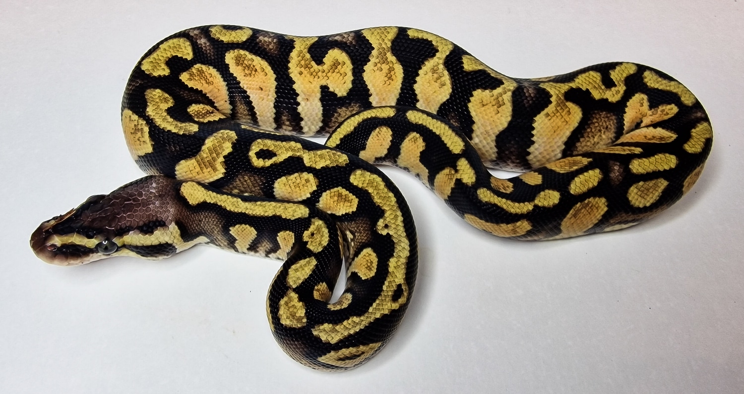 Pastel Asphalt Ball Python by BallZbyZeb - MorphMarket