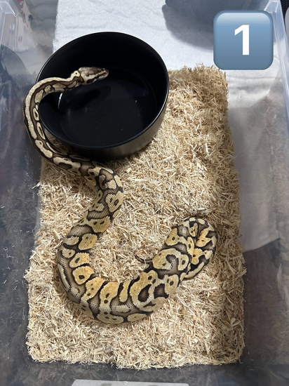 Super Pastel Yellow Belly Ball Python by 321 Hog Heaven