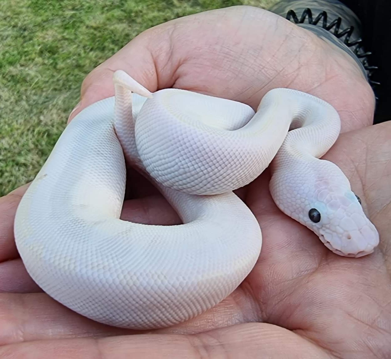 ♀️ Bamboo, Chocolate, Mojave*/Lesser, Pos Goblin, 50% Het Hypo Ball ...