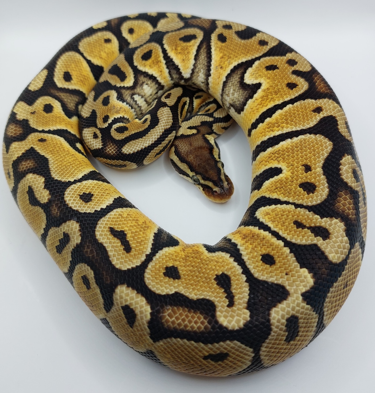 Pastel, 100% Het Clown, Pos Het Pied Ball Python by Knights Royal ...