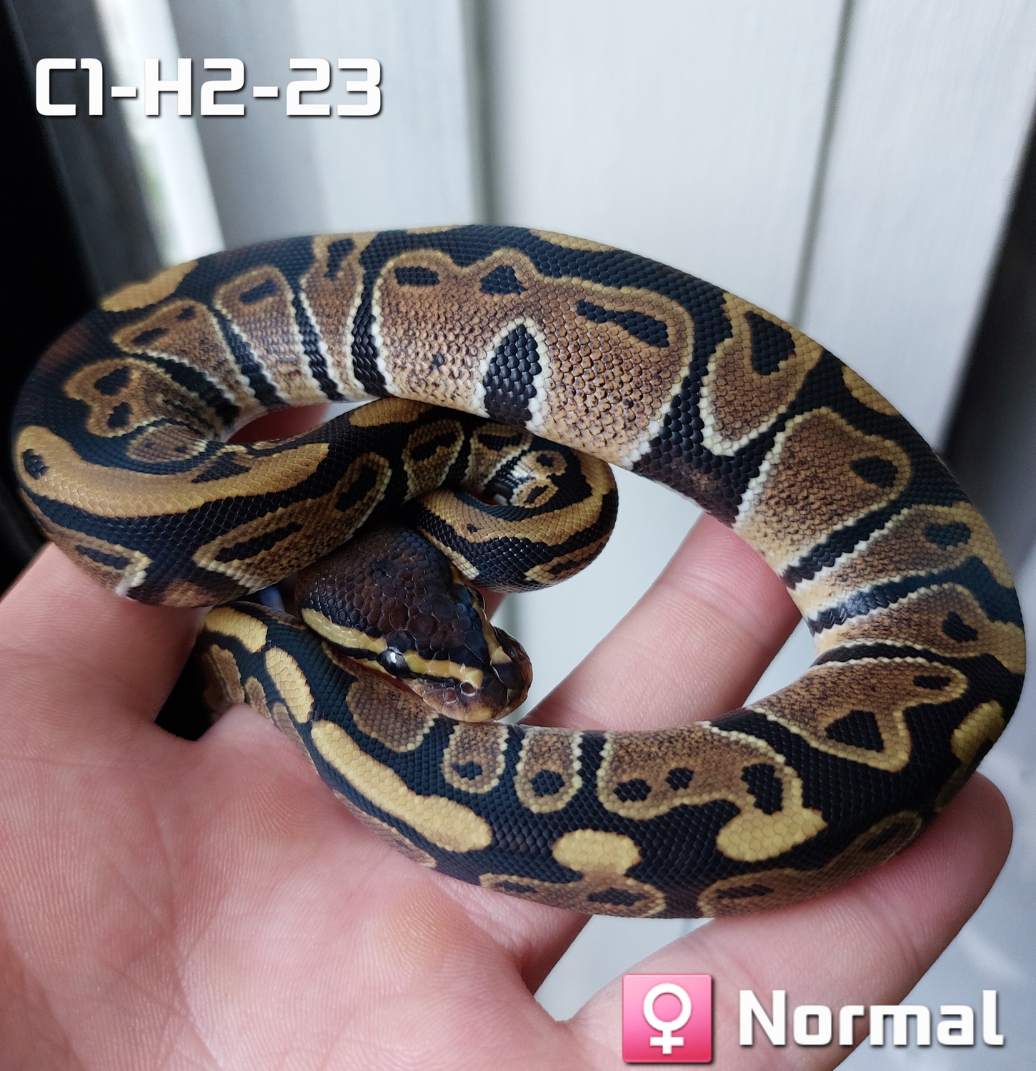 ♀️ Normal Ball Python by Knights Royal Pythons - MorphMarket