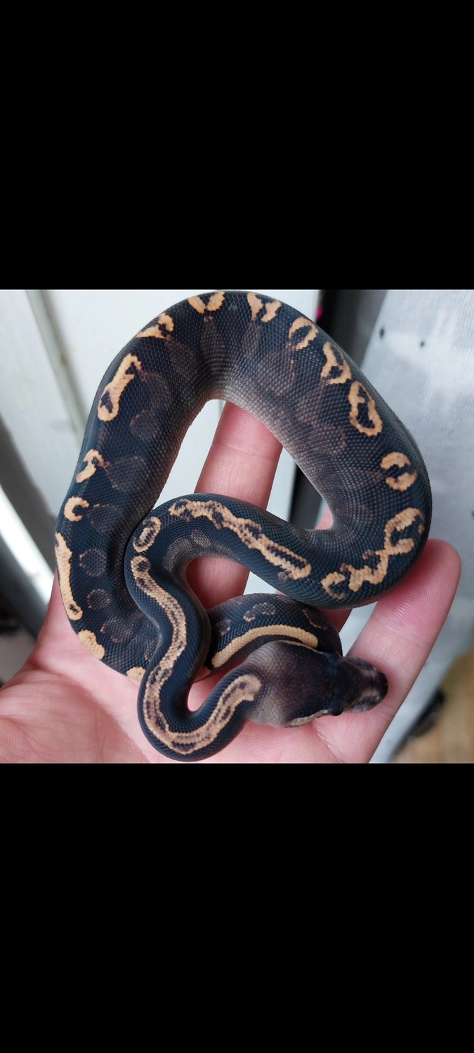 ♀️ GHI, Cinnamon, Yellowbelly Ball Python by Knights Royal Pythons ...