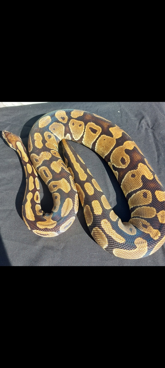 66% Het Albino Ball Python by Knights Royal Pythons - MorphMarket