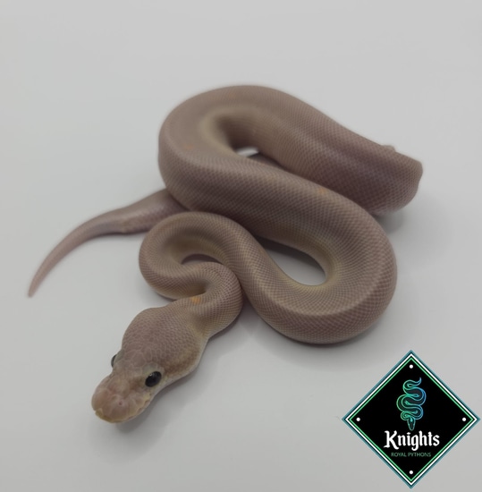 ♂️ Banana, OD, YB, 8Ball, Paradox, 100% Het Clown (Originally 550) Ball ...