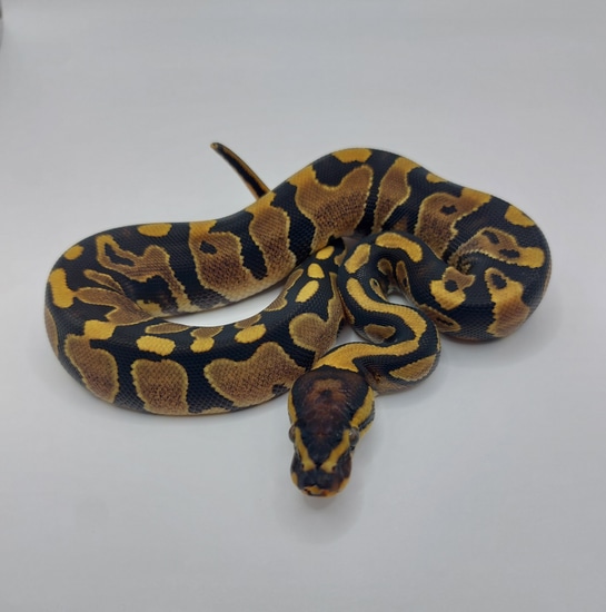 ♀️Yellowbelly KMG 50% Double Het Clown/Pied (Sayonara SALE 60% OFF ...