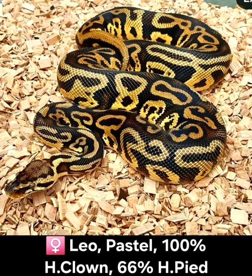 3.2kg Proven Breeder♀️ Leopard Pastel 100% Het Clown 66% Het Pied Ball Python by Knights Royal ...