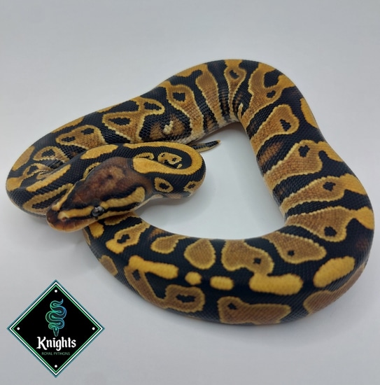 ♀️'Bengal' Yellowbelly 50% Double Het Clown Pied Ball Python by Knights ...