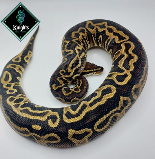 ♂️ Hurricane, Leopard, Pos RS, 100% Het Clown, Pos Het Pied Ball Python ...