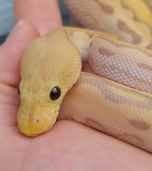 ♂️ Banana, Cinnamon, Orange Dream, Yellowbelly, Clown Ball Python by ...