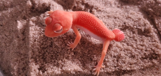 Albino Patternless Pilbarensis Knob-Tailed Gecko by Knobguy