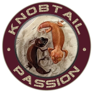 Knobtail-Passion - MorphMarket