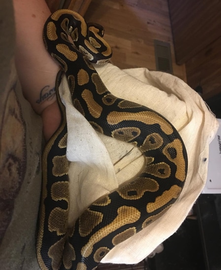 Normal 100% Het Piebald Ball Python by Knockturn Ally Geckos