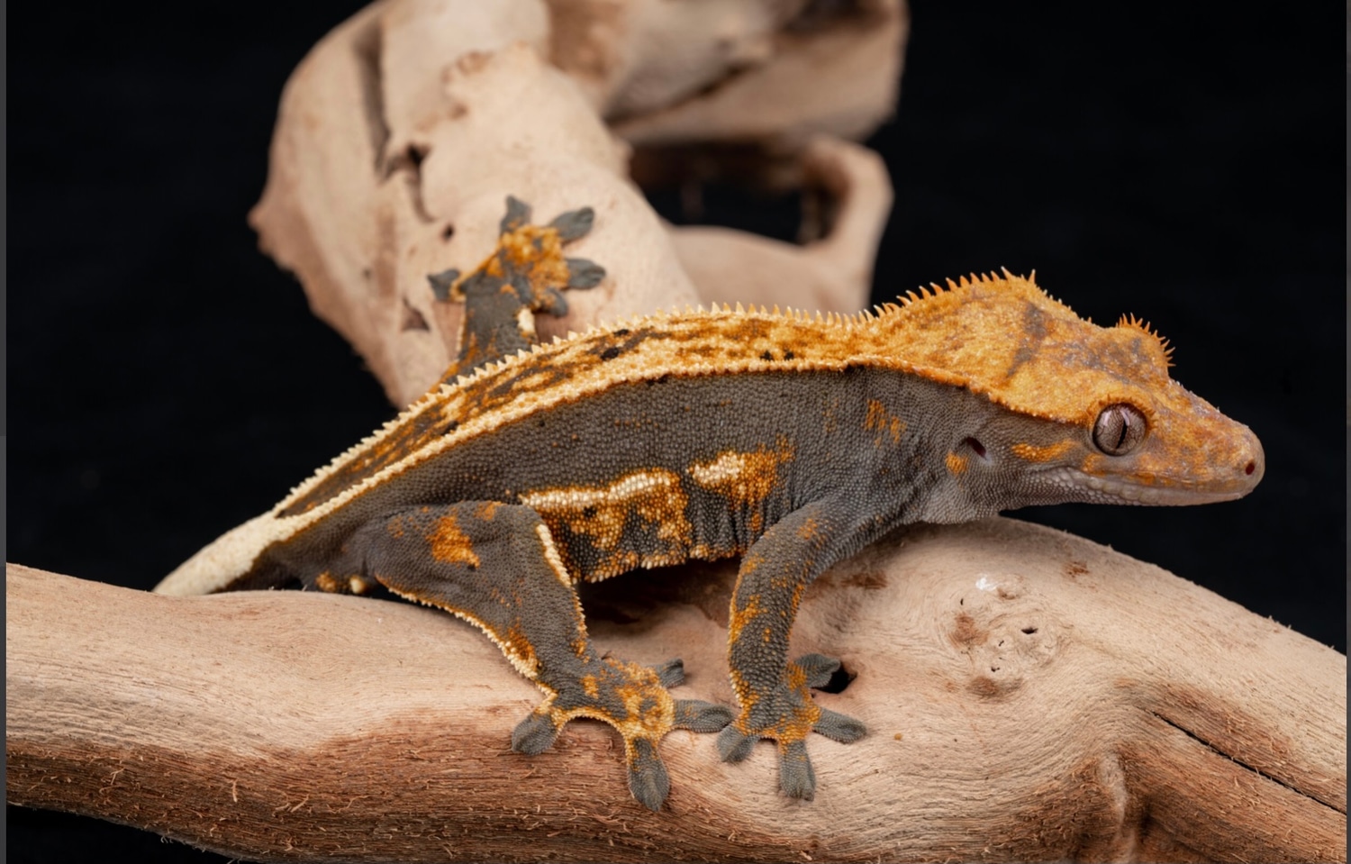 Price Reduced!! Altitude Exotics Proven Male Crested Gecko by Starling ...