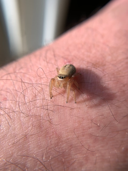 Phidippus Pius Jumping Spider by Kolby’s Inverts&Herps