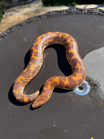 Normal Kenyan Sand Boa by Neff's Reptile