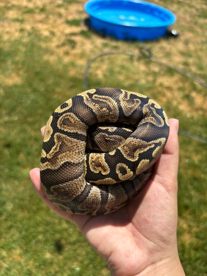 Pair Of Female GHI Ball Python by Neff's Reptile