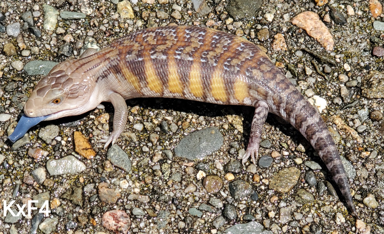 2020 Northern Blue-Tongued Skink by KO Exotics - MorphMarket