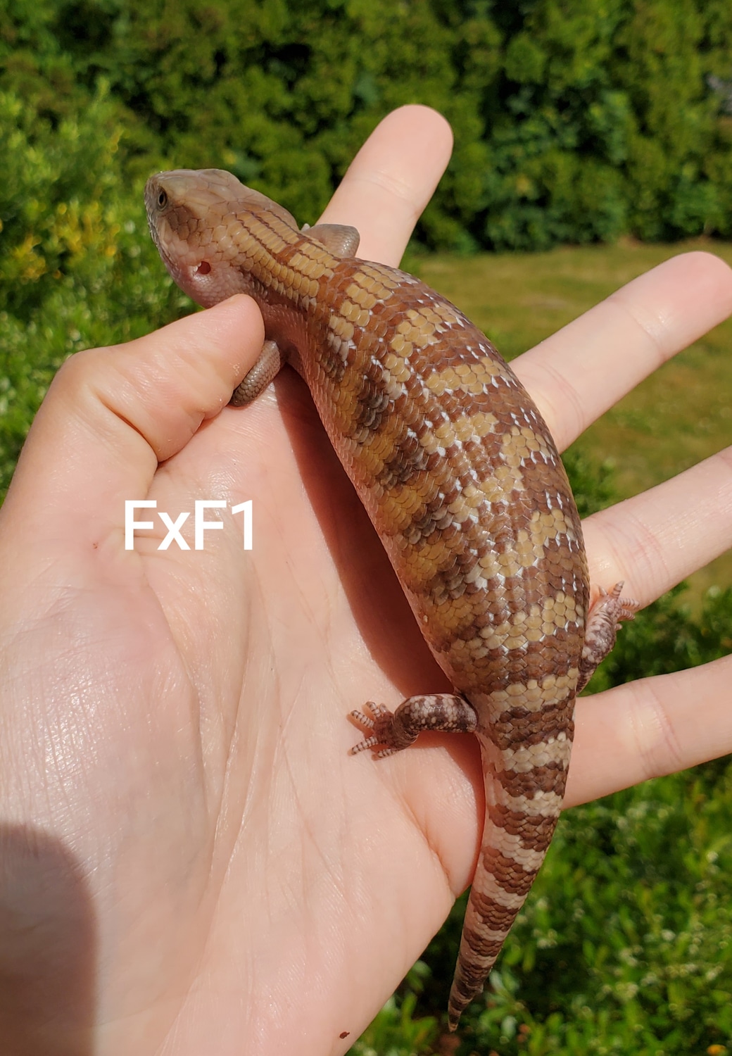 2020 Orange X White Sunset Northern Blue-Tongued Skink by KO Exotics ...