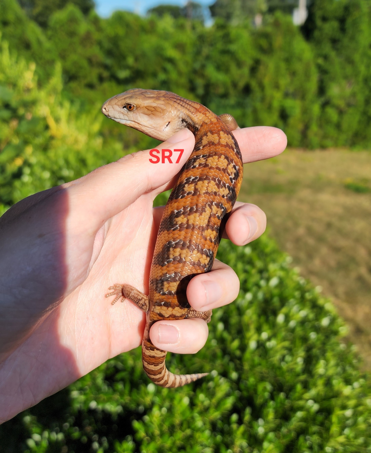 SR7 Red /orange Northern Blue-Tongued Skink by KO Exotics - MorphMarket