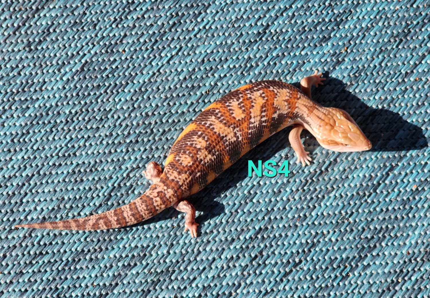 NS4 Dark X Red Classic Northern Blue-Tongued Skink by KO Exotics ...