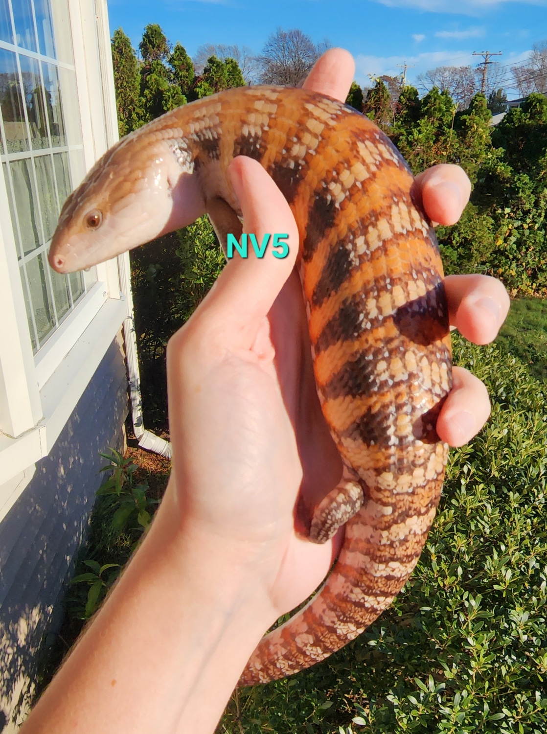 NV5 Holdback Orange Northern Blue Tongue Skink Northern Blue-Tongued ...